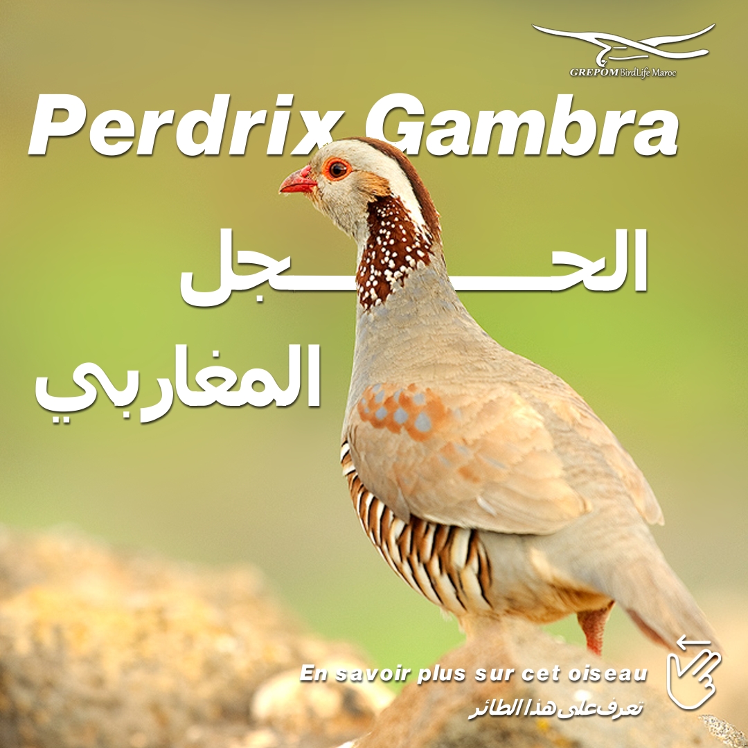 Perdirix Gambra : (Alectoris barbara) الحجل البربري - GREPOM/BirdLife Maroc