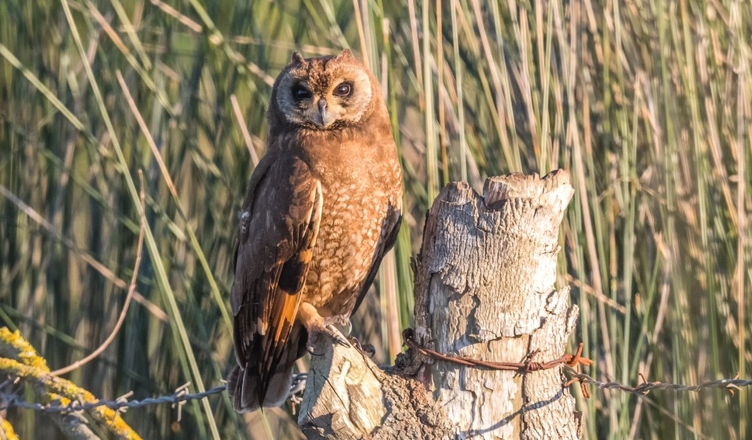 Hibou du Cap (Asio capensis tingitanus) بومة الكاب - GREPOM/BirdLife Maroc