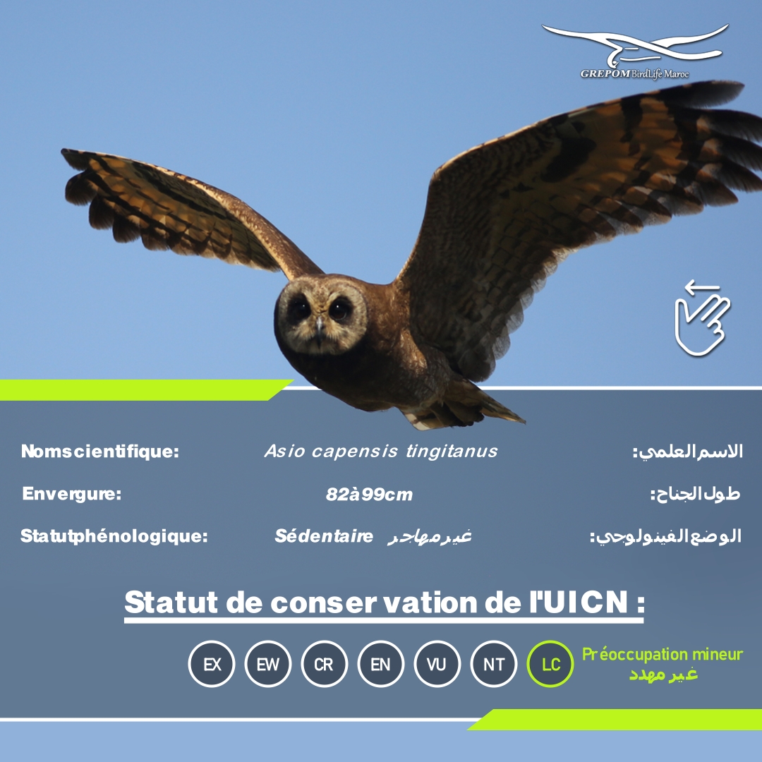 Hibou du Cap (Asio capensis tingitanus) بومة الكاب - GREPOM/BirdLife Maroc