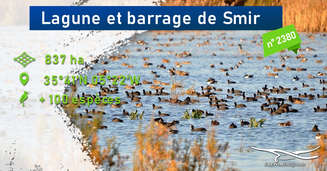 Lagune et barrage de Smir - GREPOM/BirdLife Maroc