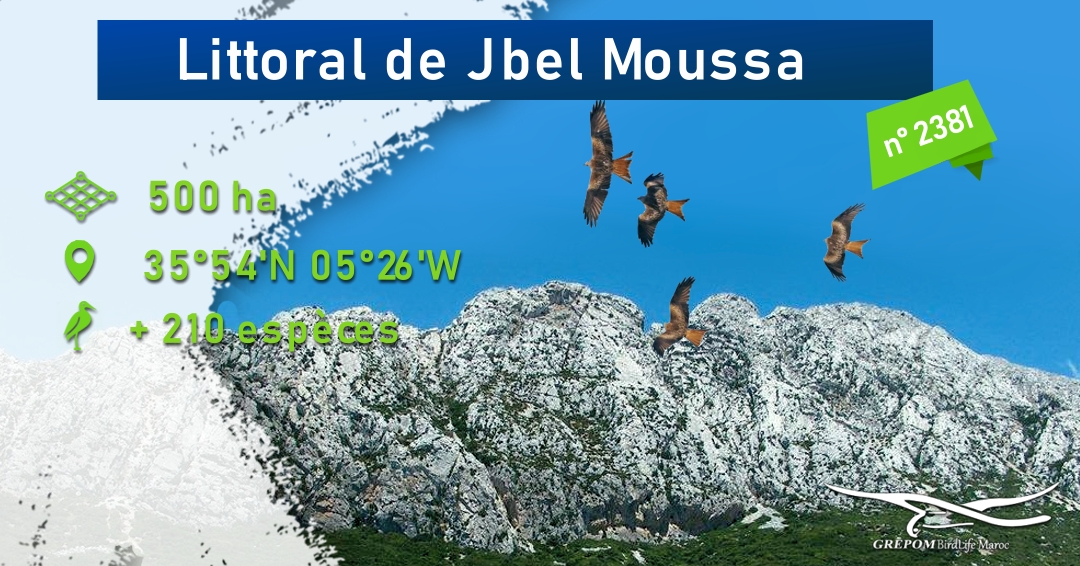 Littoral de Jbel Moussa - GREPOM/BirdLife Maroc