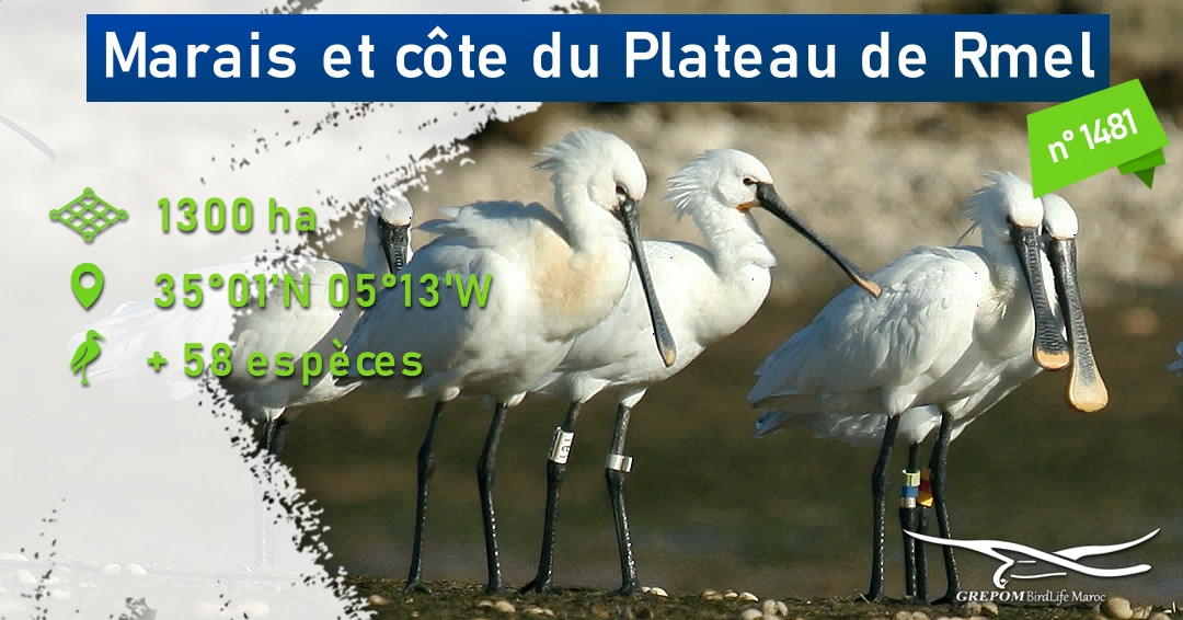 Marais et côte du Plateau de Rmel - GREPOM/BirdLife Maroc