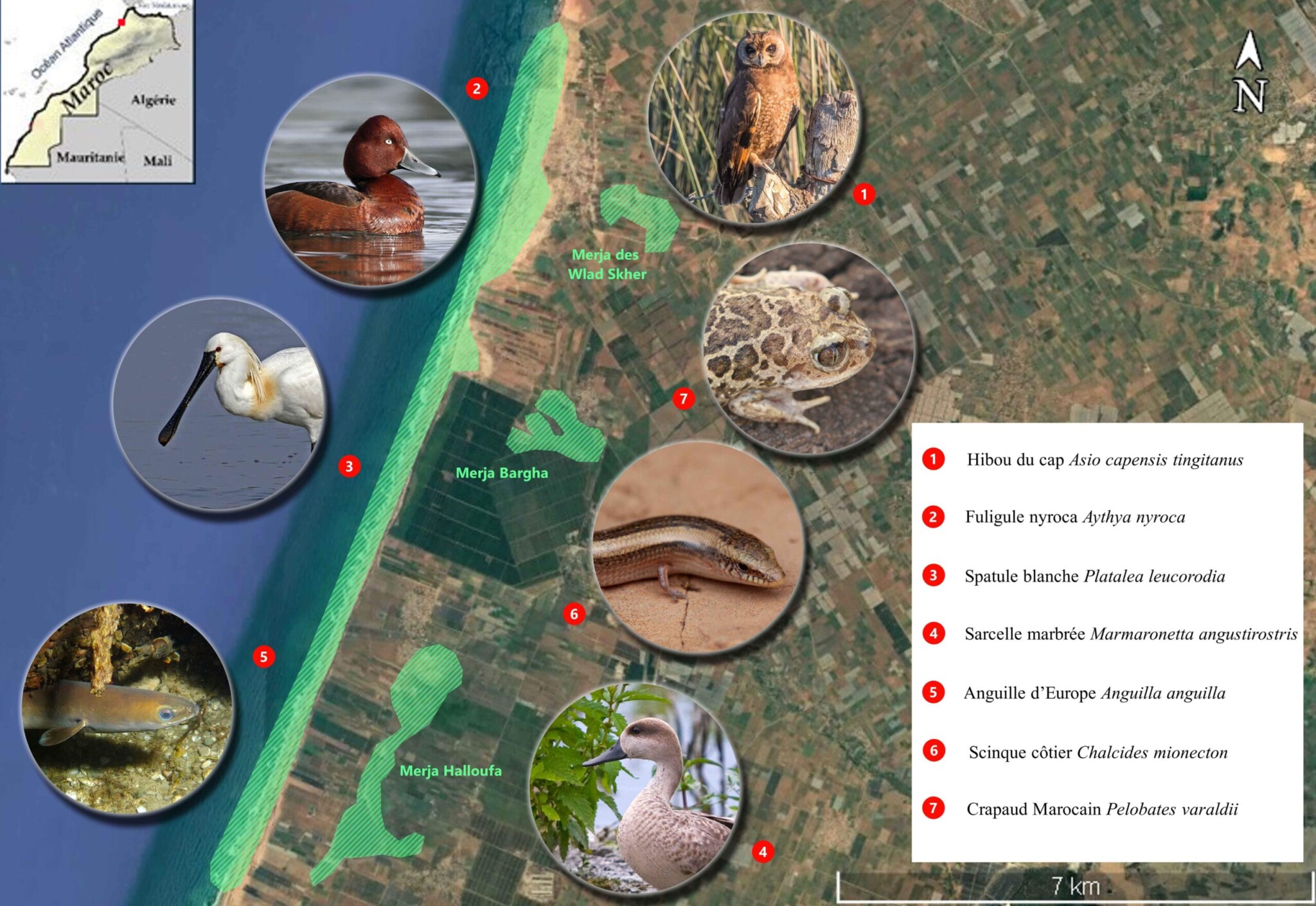 Marais et côte du Plateau de Rmel - GREPOM/BirdLife Maroc