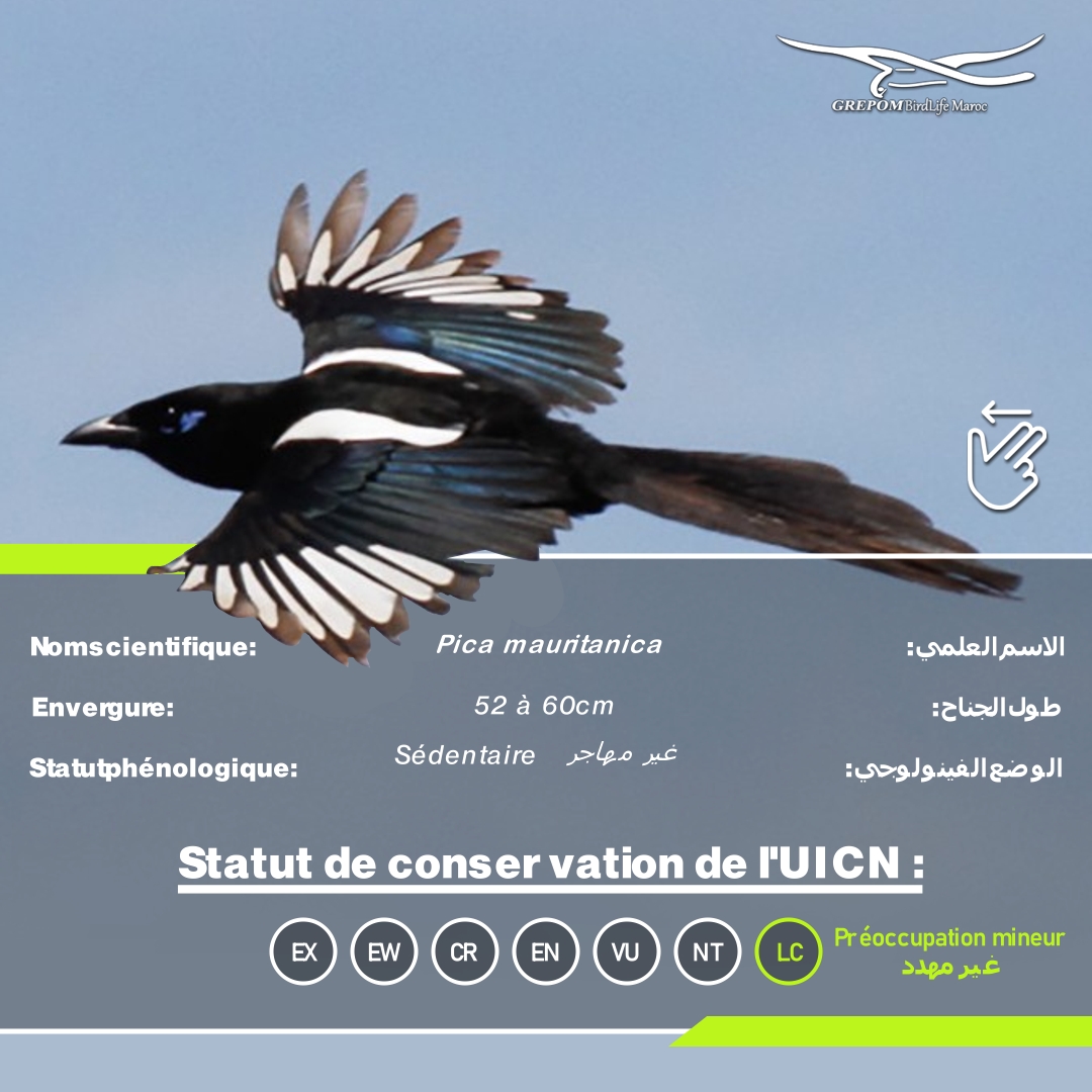 Pie maghrébine (Pica mauritanica) العقعق المغاربي - GREPOM/BirdLife Maroc