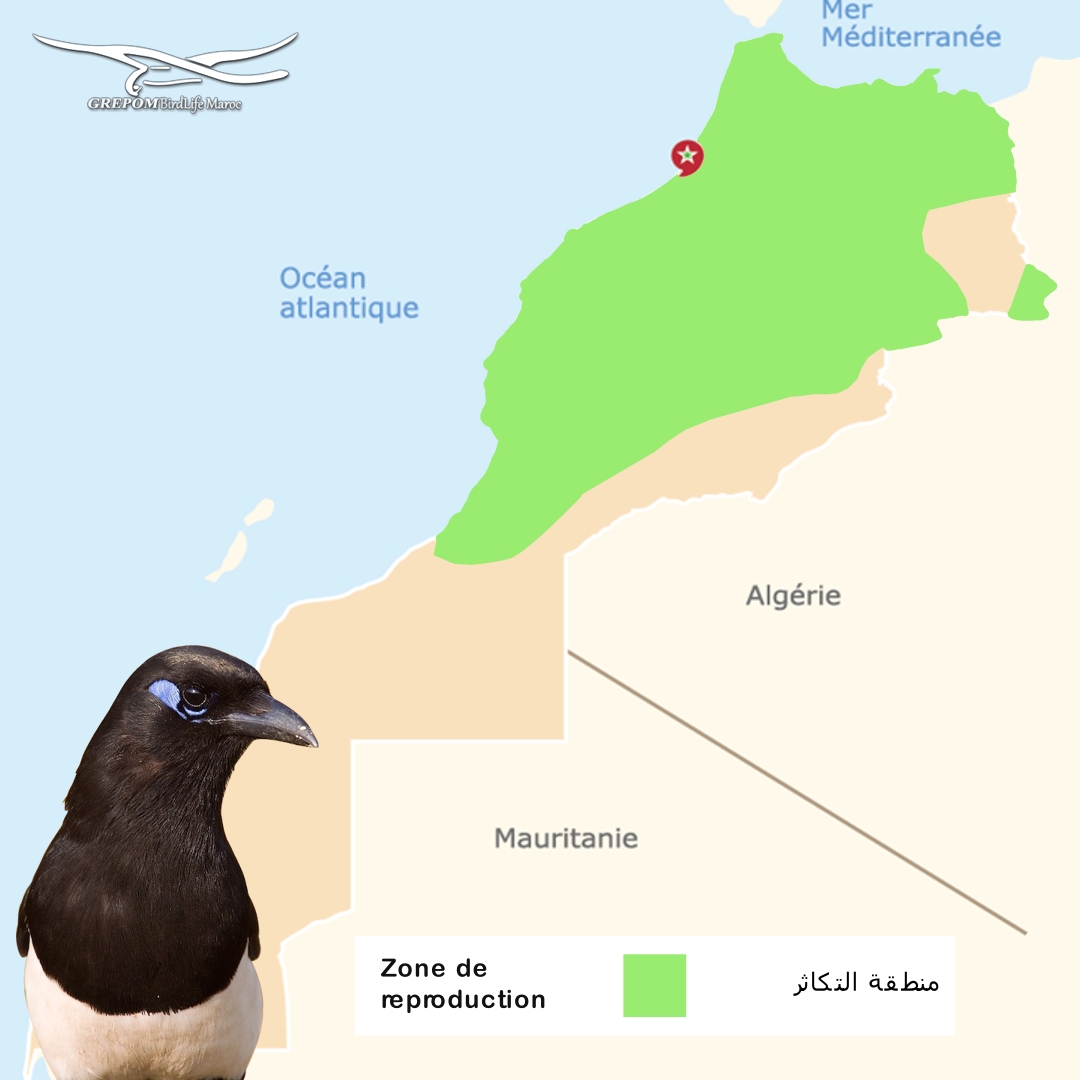 Pie maghrébine (Pica mauritanica) العقعق المغاربي - GREPOM/BirdLife Maroc