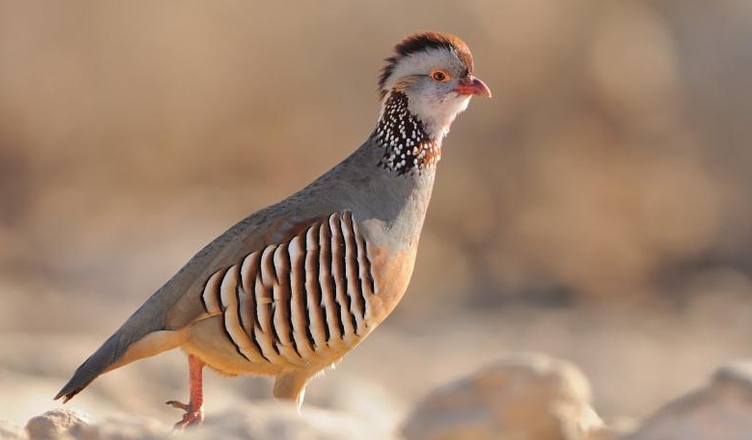 Perdirix Gambra : (Alectoris barbara) الحجل البربري - GREPOM/BirdLife Maroc