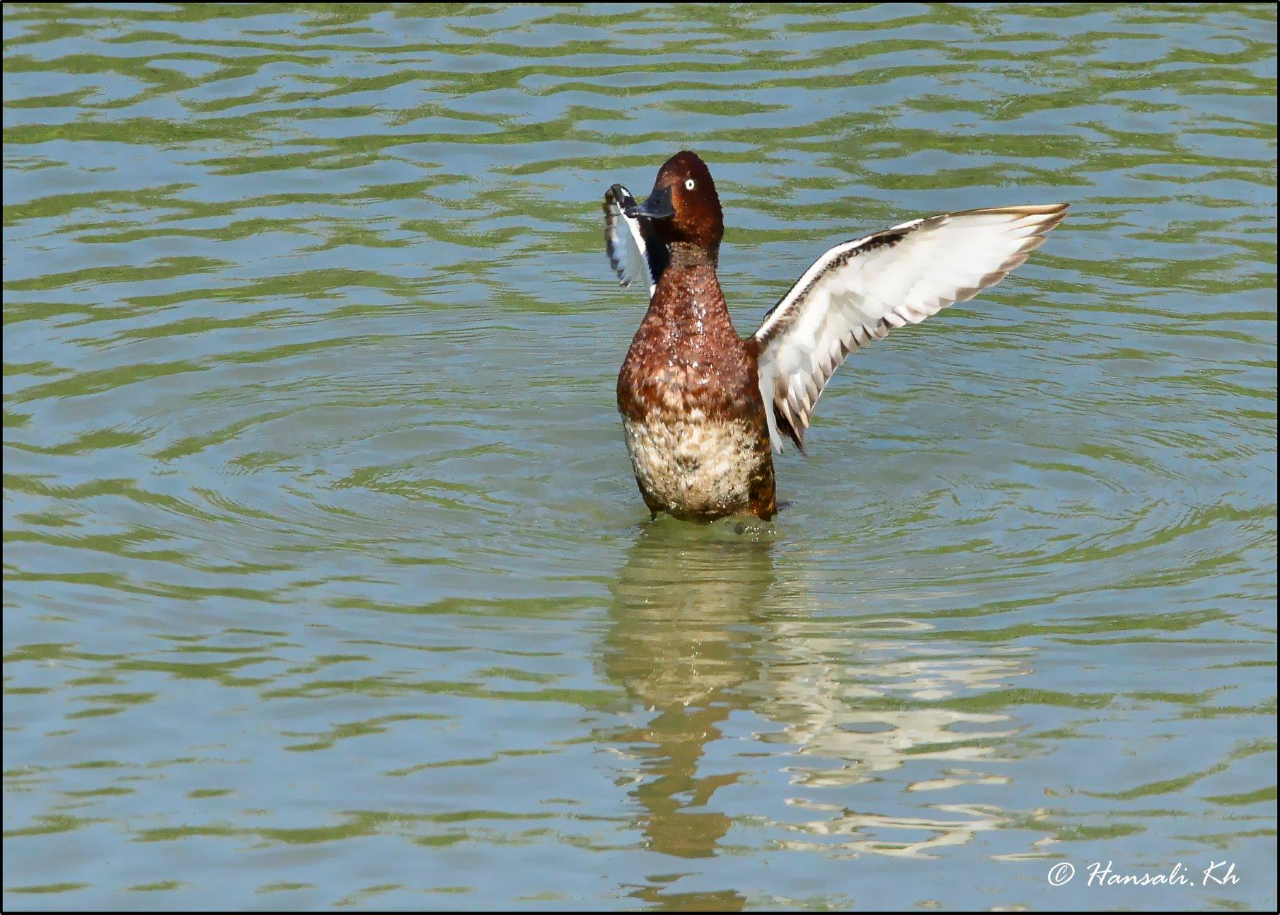 Fuligule nyroca (Aythya nyroca) العفاس الأصدأ - GREPOM/BirdLife Maroc