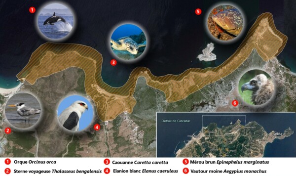 Littoral de Jbel Moussa - GREPOM/BirdLife Maroc