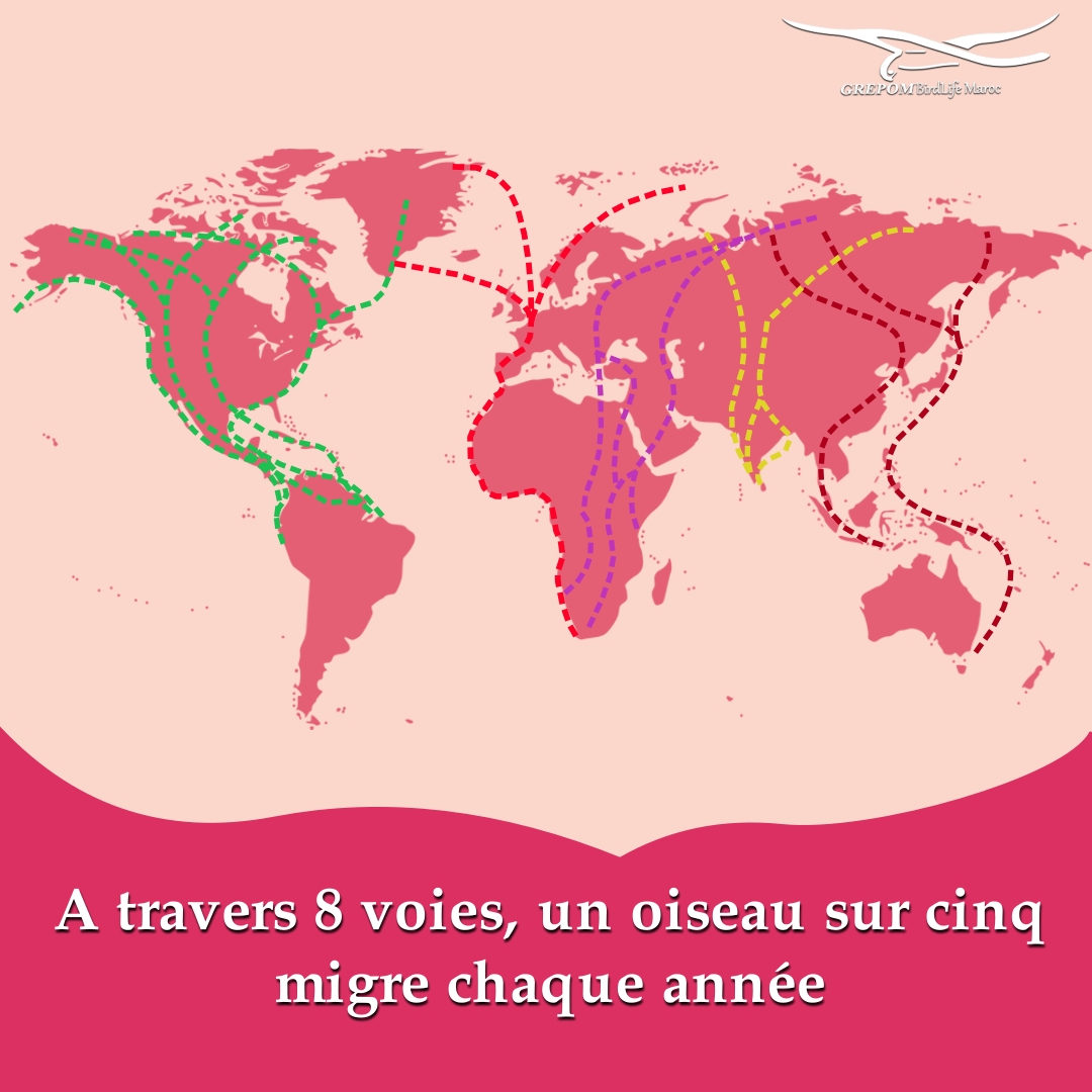 La migration des oiseaux - هجرة الطيور - GREPOM/BirdLife Maroc