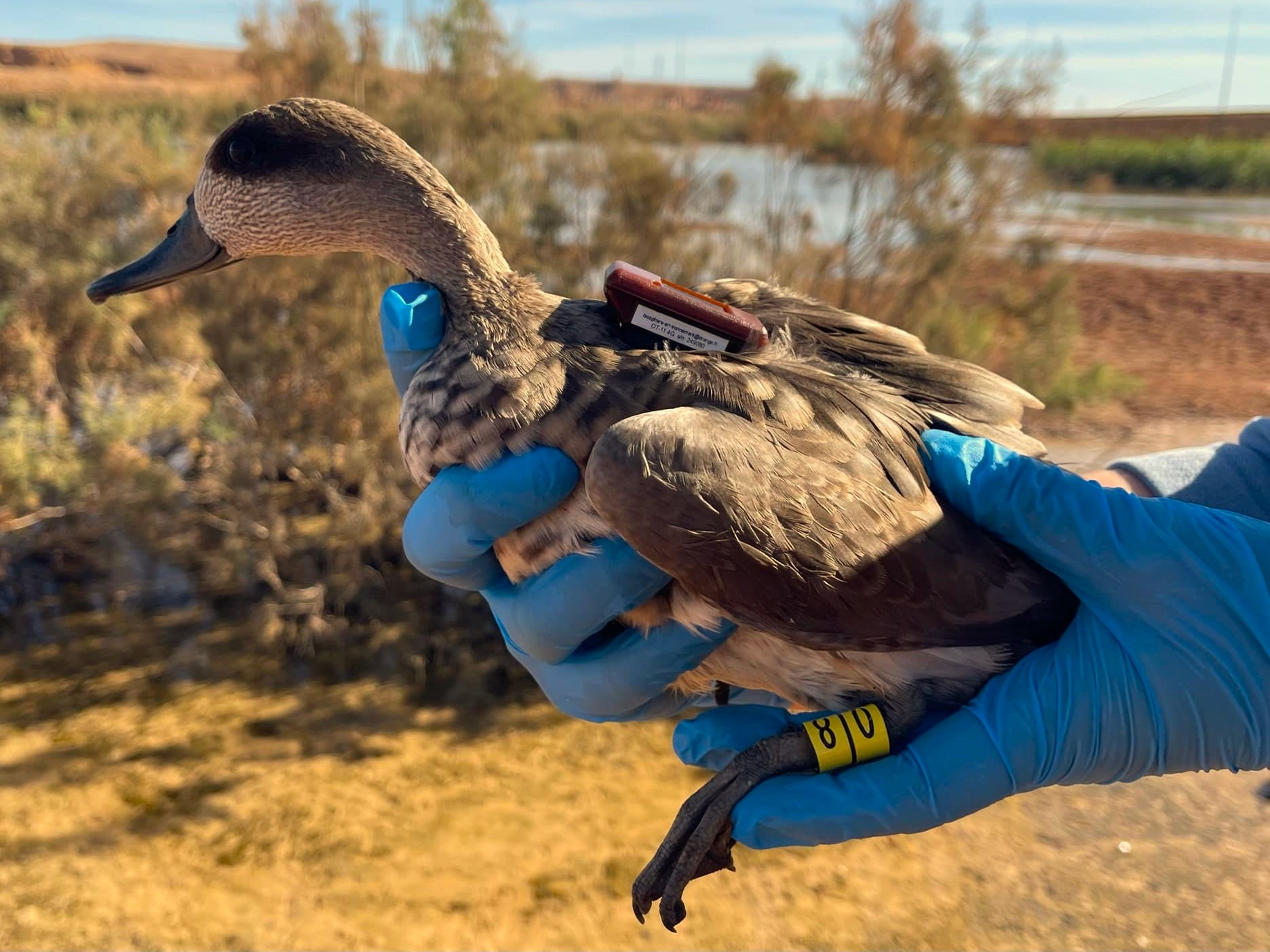 Suivi de la Sarcelle marbrée par balises GPS à Laayoune - GREPOM ...